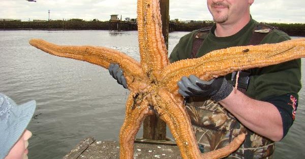 The Echinoblog: What Are the World's LARGEST Starfish??