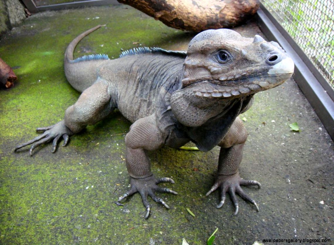 Very Rare Animal Species Wallpapers Gallery very-rare-animal-species-wallpapers-gallery