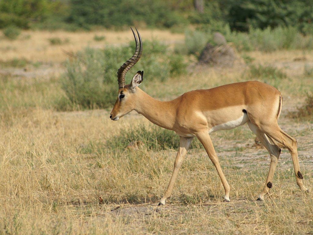 The Impala | Cute Animal All Facts & New Photographs | The Wildlife
