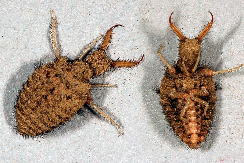 Wildlife & Nature Blog: The Attack of the Antlion Larva
