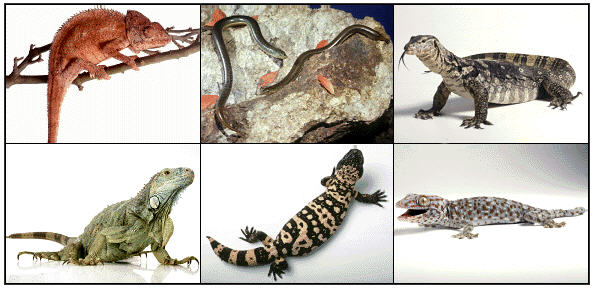 Utilidades del lagarto: Tipos de lagartos