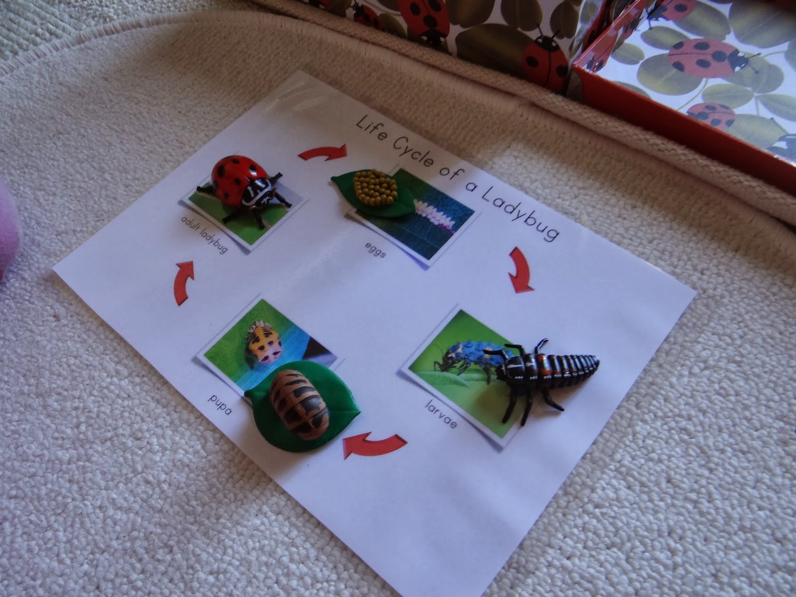 Éste es otro tipo de tarjetas también para emparejar que les encanta.