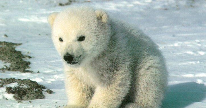 Biología y Geología de 1º Bachillerato: Adaptaciones de los animales al ...