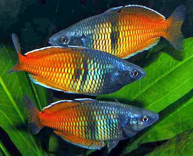 Rainbow Fish Melanotaeniidae TROPICAL FISH rainbow-fish-melanotaeniidae-tropical-fish