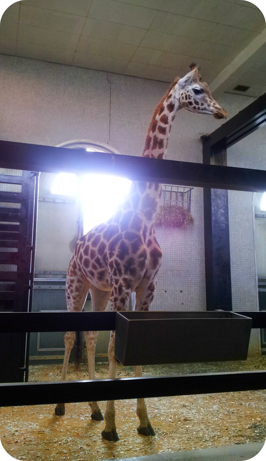 The Adventure Of Parenthood Family Day Out At London Zoo the-adventure-of-parenthood-family-day-out-at-london-zoo