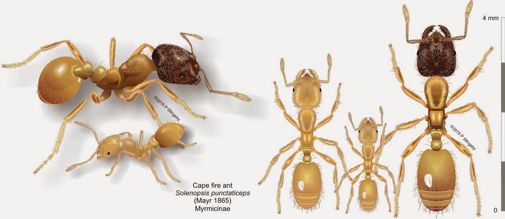 Fire Ants Queen Bite