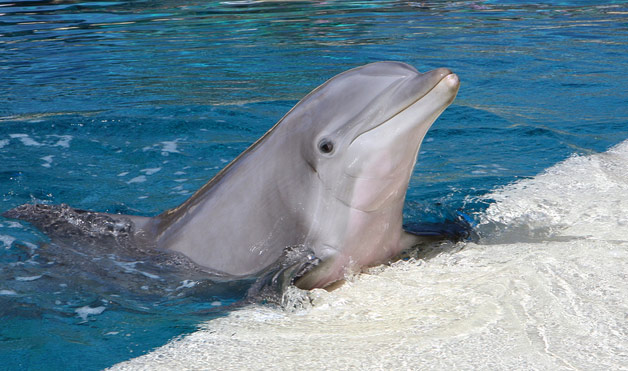 Bottlenose Dolphin Facts And Photographs The Wildlife bottlenose-dolphin-facts-and-photographs-the-wildlife