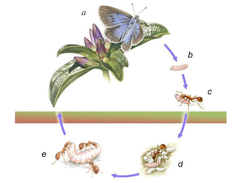 Sciency Thoughts The Taxonomic Implications Of Host Preference In sciency-thoughts-the-taxonomic-implications-of-host-preference-in