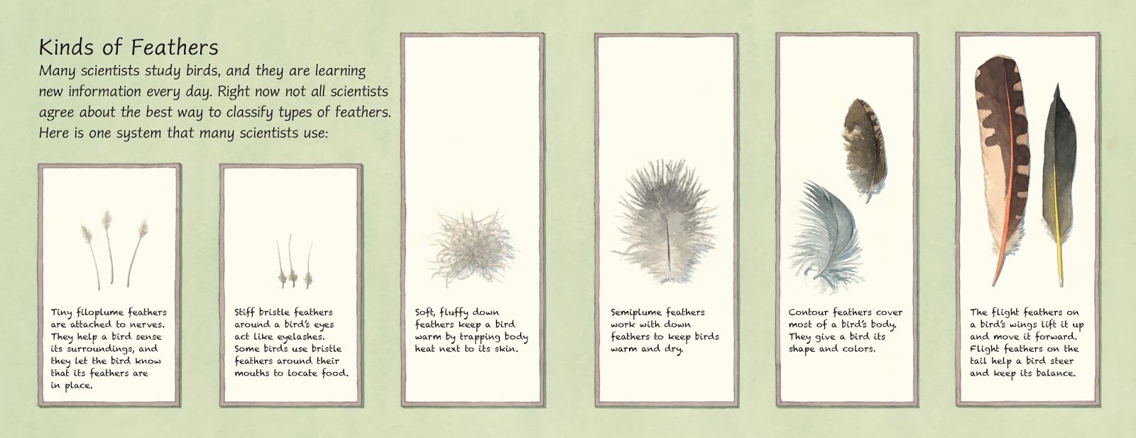 The Nonfiction Detectives: Feathers: Not Just for Flying