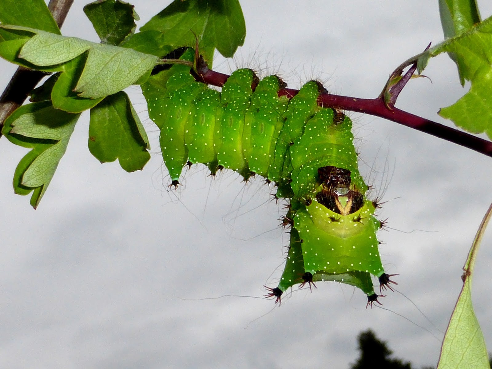 Silkmoths and more: Actias isis Silkmoths and more: Actias isis