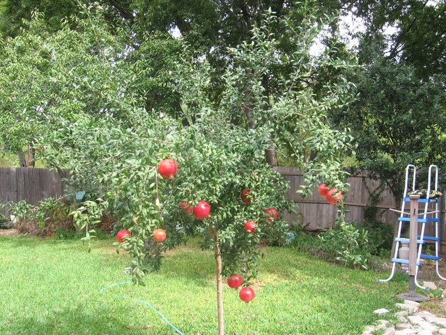 Pohon Delima - Perumperindo.co.id