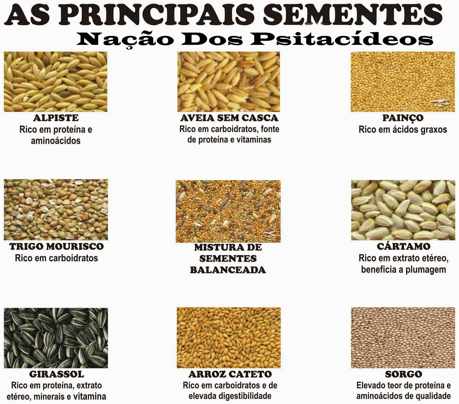 Qual Alimenta o Das Calopsitas Na o Dos Psitac deos qual-alimenta-o-das-calopsitas-na-o-dos-psitac-deos