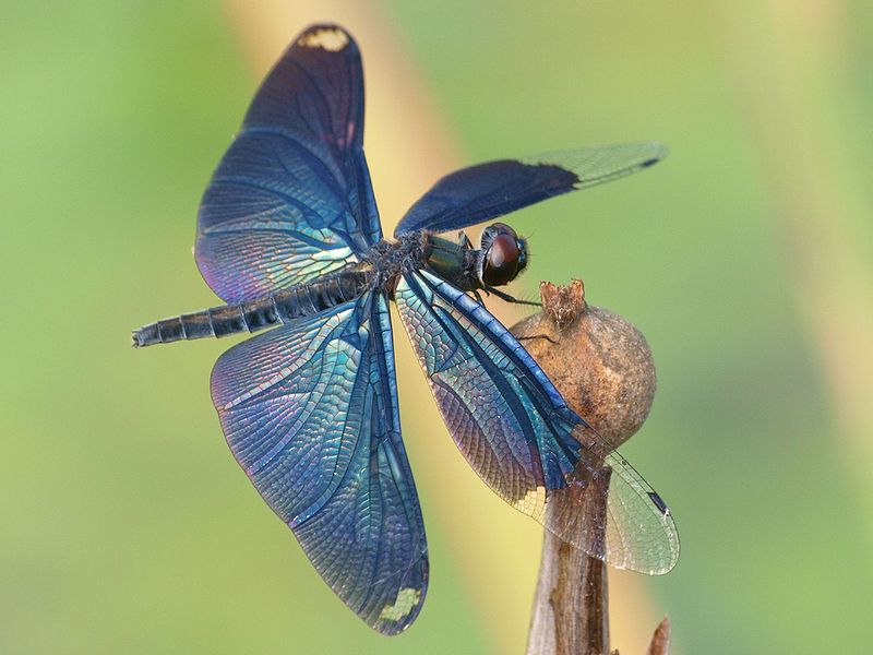 Real Monstrosities: What's the Difference Between Damselflies and ...