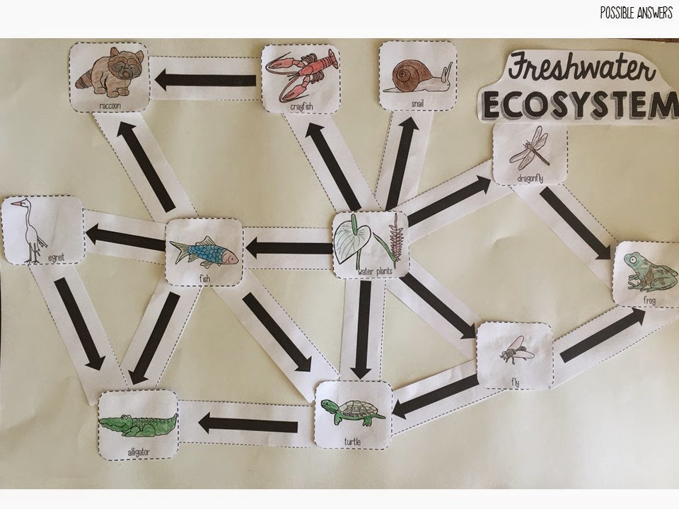 Ecosystems, Food Webs, and Owl Pellets - Ideas by Jivey