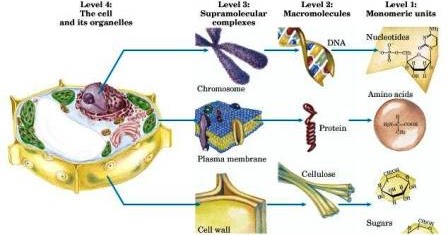 Notes on Biomolecules: The Molecules of Life ~ Biology Exams 4 U