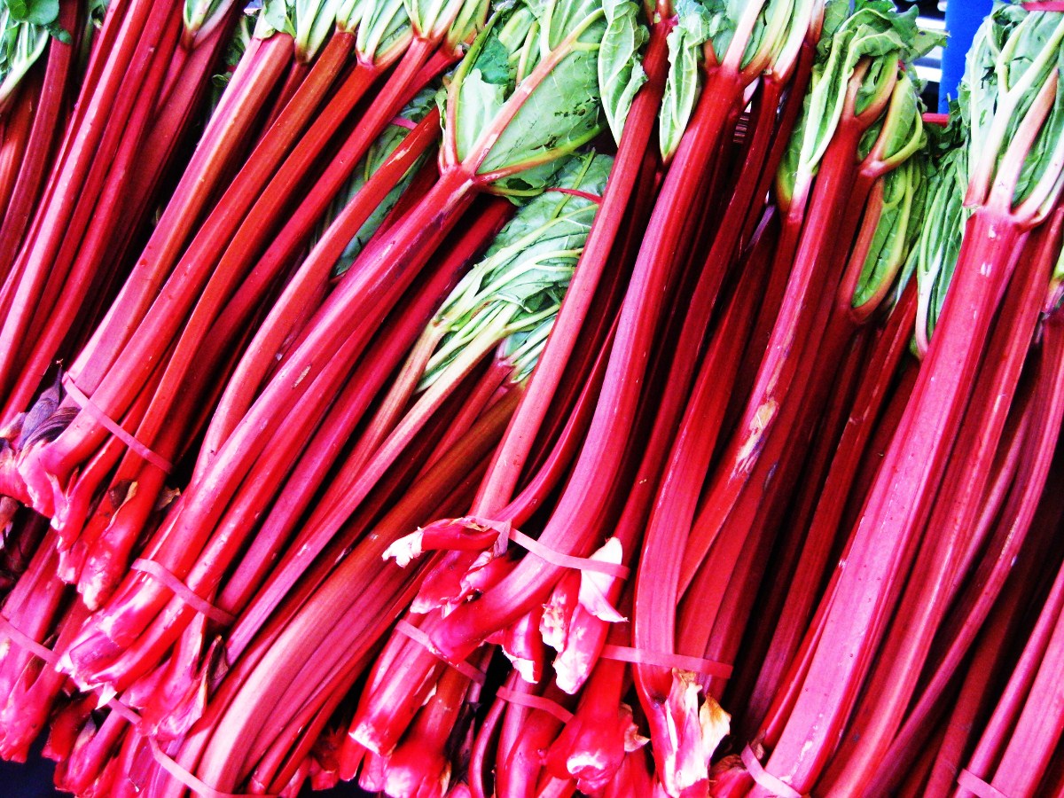 Suzy Homefaker: RHUBARB FACTS Suzy Homefaker: RHUBARB FACTS