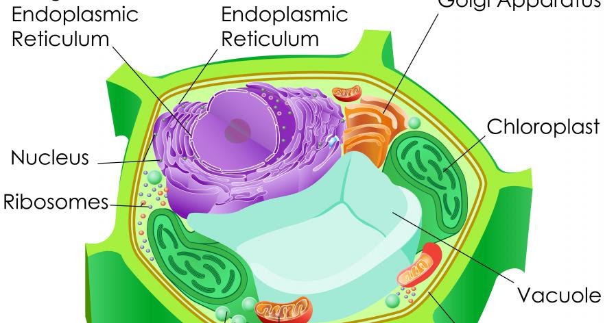Nucleolus Nucleolus Found In Plants Or Animals Animal And The Partner nucleolus-nucleolus-found-in-plants-or-animals-animal-and-the-partner