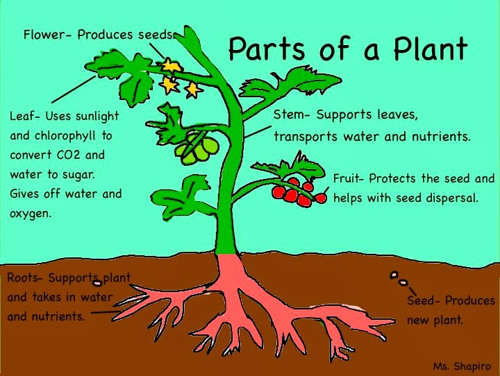 SCIENCE BLOG YEAR 4 PARTS OF PLANTS science-blog-year-4-parts-of-plants