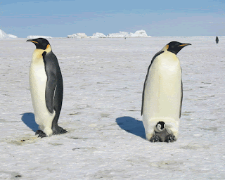 Gif de pinguinos - Imagui