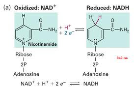profecarmenbiología: NAD Y FAD