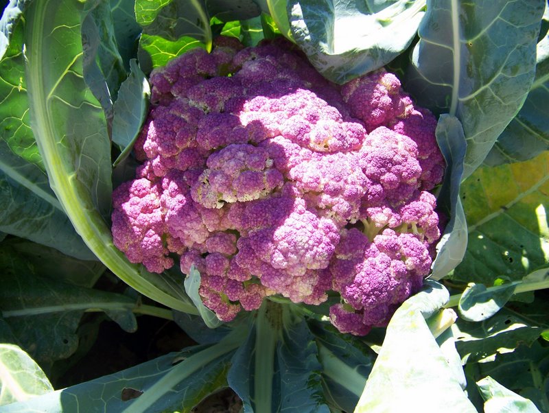 Growing Cauliflower from Seed to Harvest – Mary's Heirloom Seeds Growing Cauliflower from Seed to Harvest – Mary's Heirloom Seeds