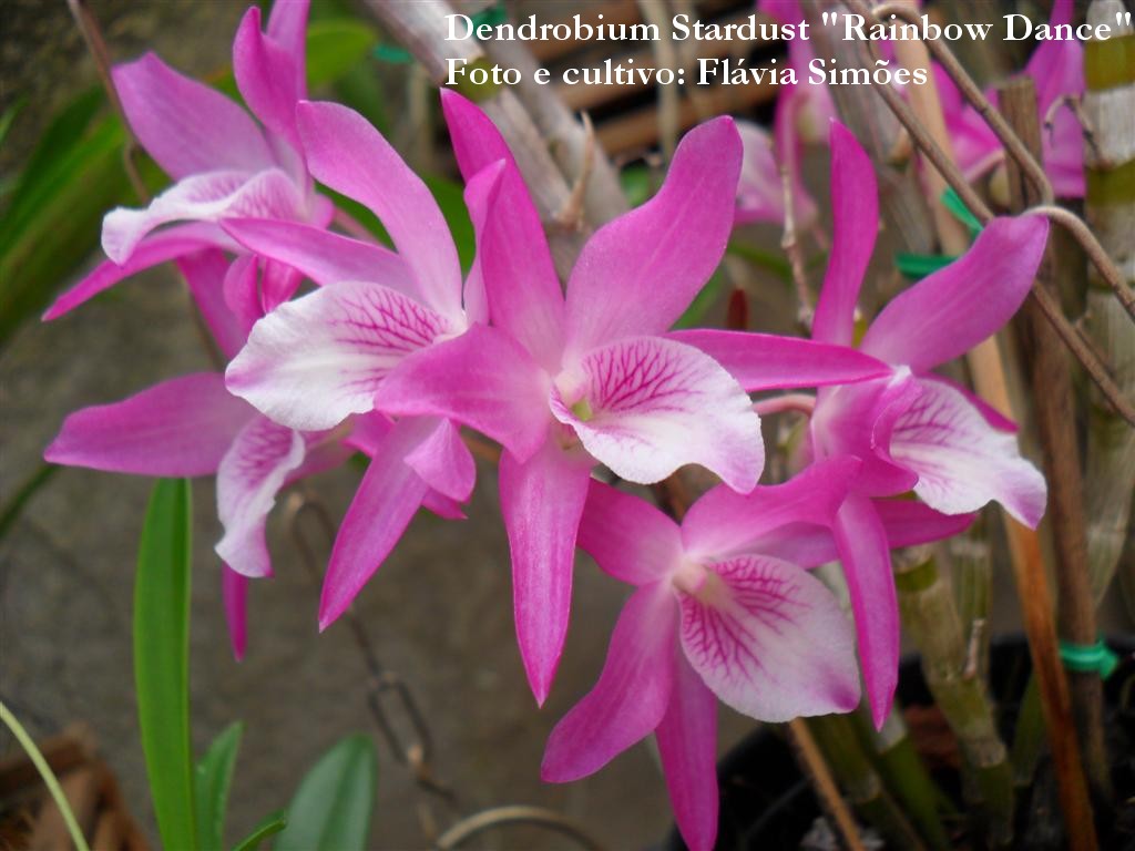 Dendrobium (pac-ter)