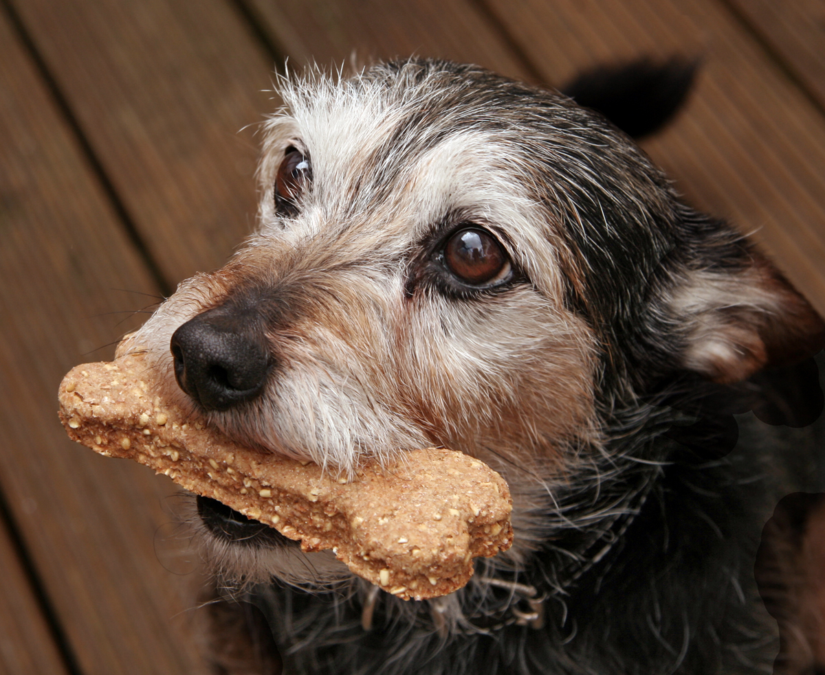 To Dog With Love Bow Wow Chow How To Make Easy Healthy Treats For to-dog-with-love-bow-wow-chow-how-to-make-easy-healthy-treats-for