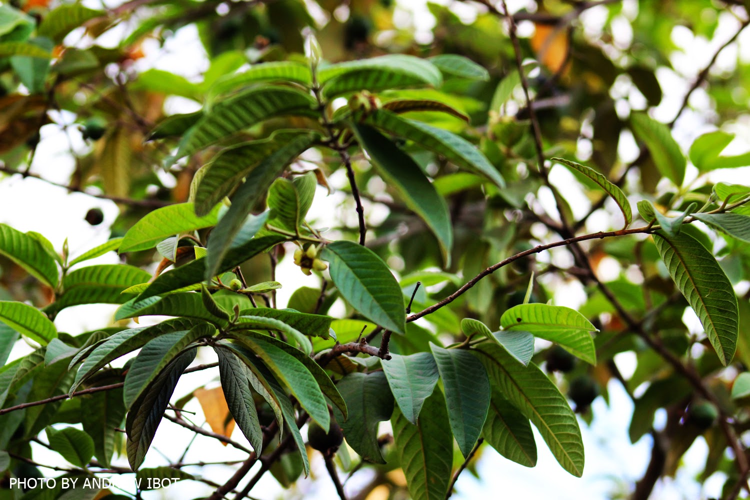 Ako si ANDREW IBOT!: Bayabas (Guava) Uses, Health Benefits and Preparations