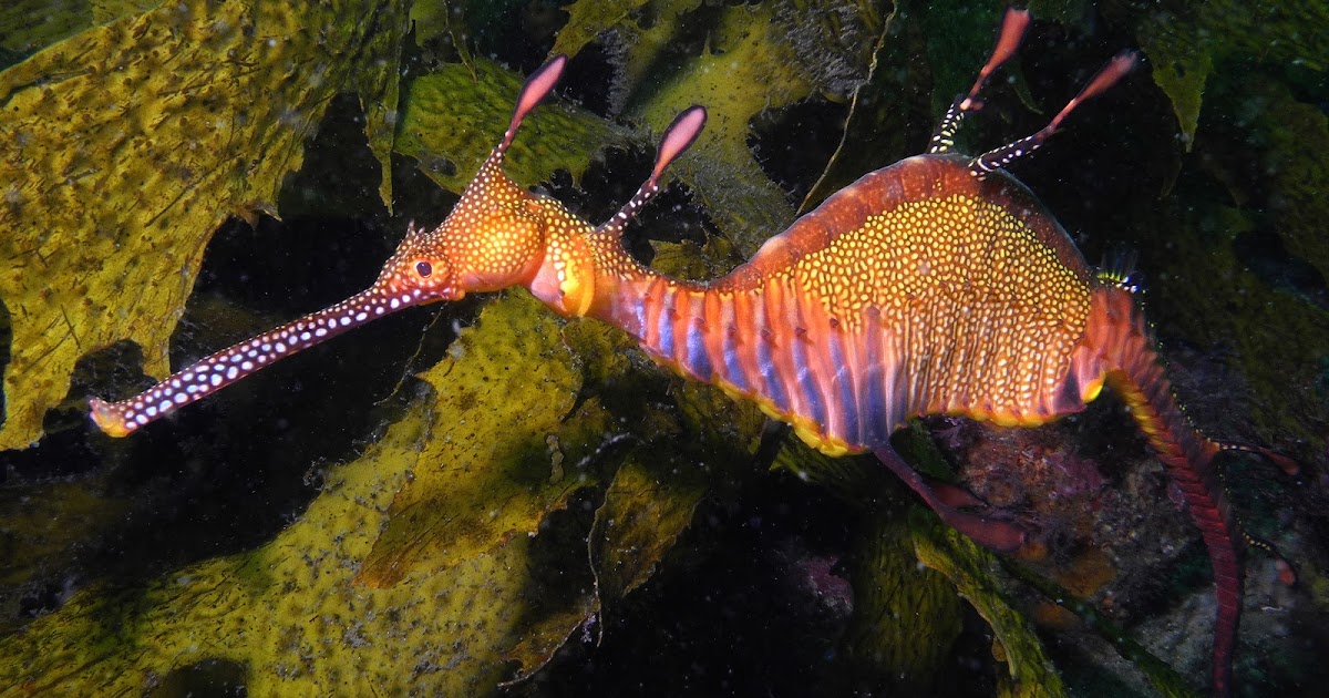 Real Monstrosities: Weedy Seadragon