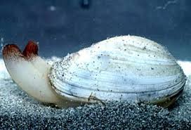 Blog de Biologia: Moluscos