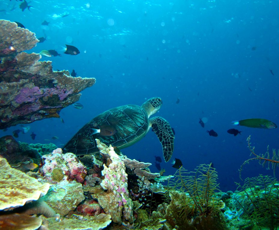 Wakatobi Salah Satu Cagar Biosfer Dunia Milik Indonesia Langit Pagi wakatobi-salah-satu-cagar-biosfer-dunia-milik-indonesia-langit-pagi