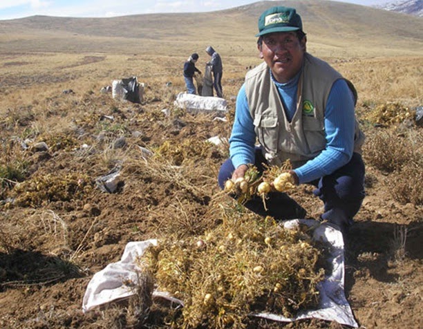 PachaMaca: La Maca LpCh: el cultivo de la planta, claves para entender ... PachaMaca: La Maca LpCh: el cultivo de la planta, claves para entender ...