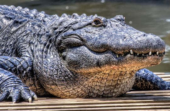 1001Archives 18 Weird And Most Rarest Reptiles In The World 1001archives-18-weird-and-most-rarest-reptiles-in-the-world