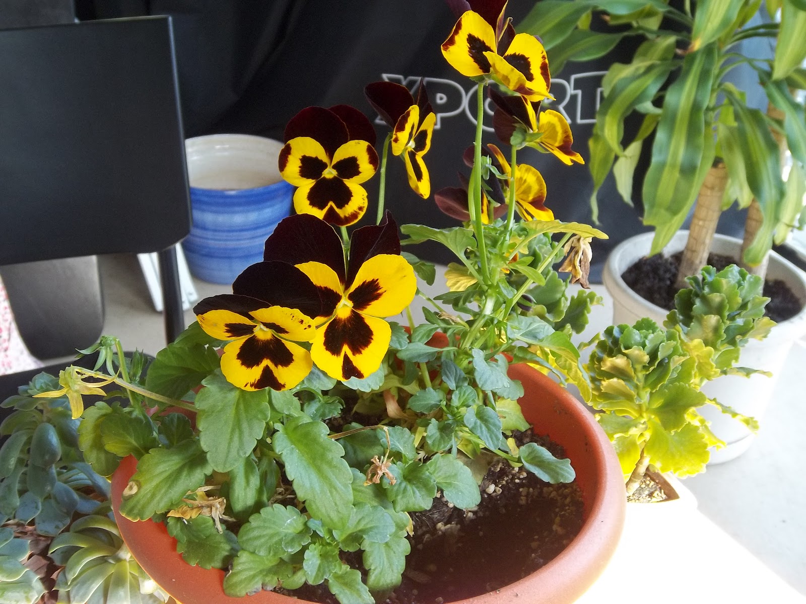 Ako sa vola tato kvetina Ako sa vola tato kvetina