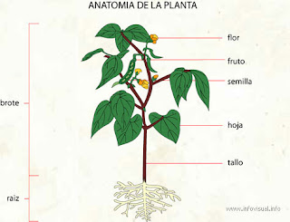 Quinto de Primaria colegio "Santa Isabel": Las partes de la planta