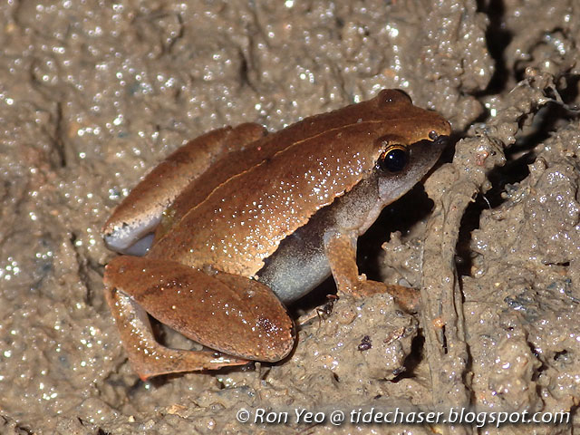 THE TiDE CHAsER Amphibians Phylum Chordata Class Amphibia Of Singapore the-tide-chaser-amphibians-phylum-chordata-class-amphibia-of-singapore