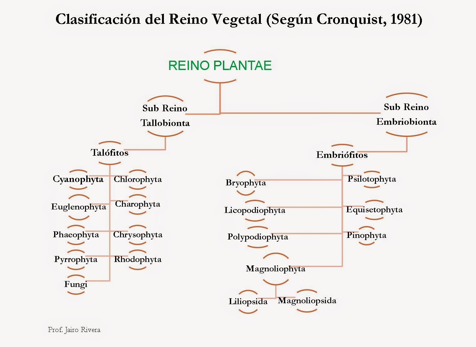 Vita Viridis: El Reino Vegetal