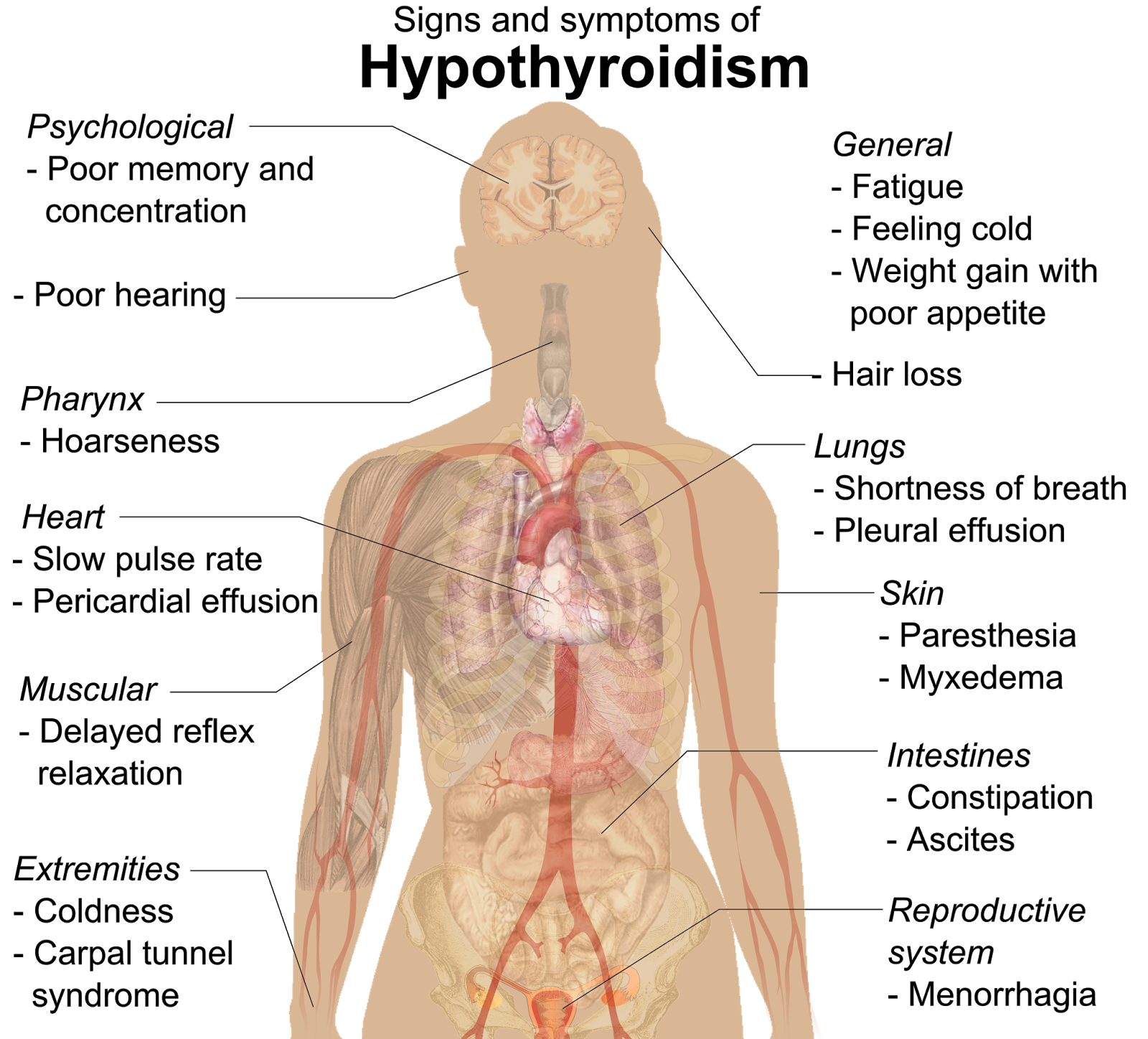 Thyroid Problem Symptoms What Square Measure The Symptoms Of Thyroid thyroid-problem-symptoms-what-square-measure-the-symptoms-of-thyroid