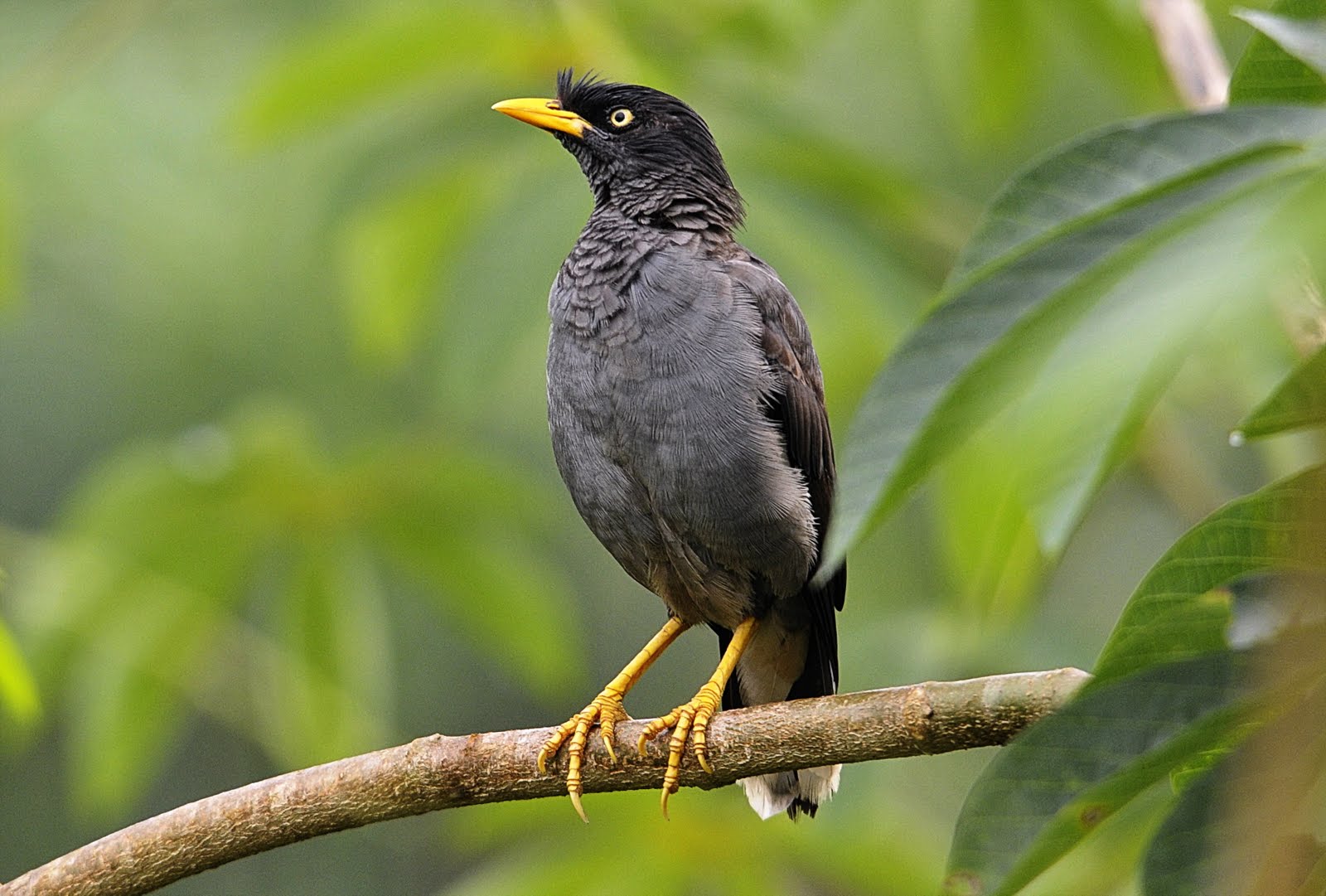 Century Digital Solution Javan Myna century-digital-solution-javan-myna