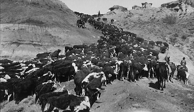 Montana Moments: Cattle Drives