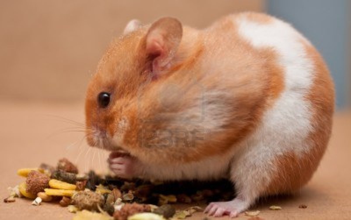 The Hamster Little Cute Animal Facts Pictures Animals Lover the-hamster-little-cute-animal-facts-pictures-animals-lover