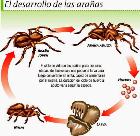 LAS ARAÑAS : LAS ARAÑAS