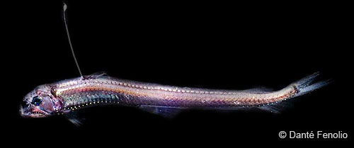 Deep FisH VIPER FISH deep-fish-viper-fish