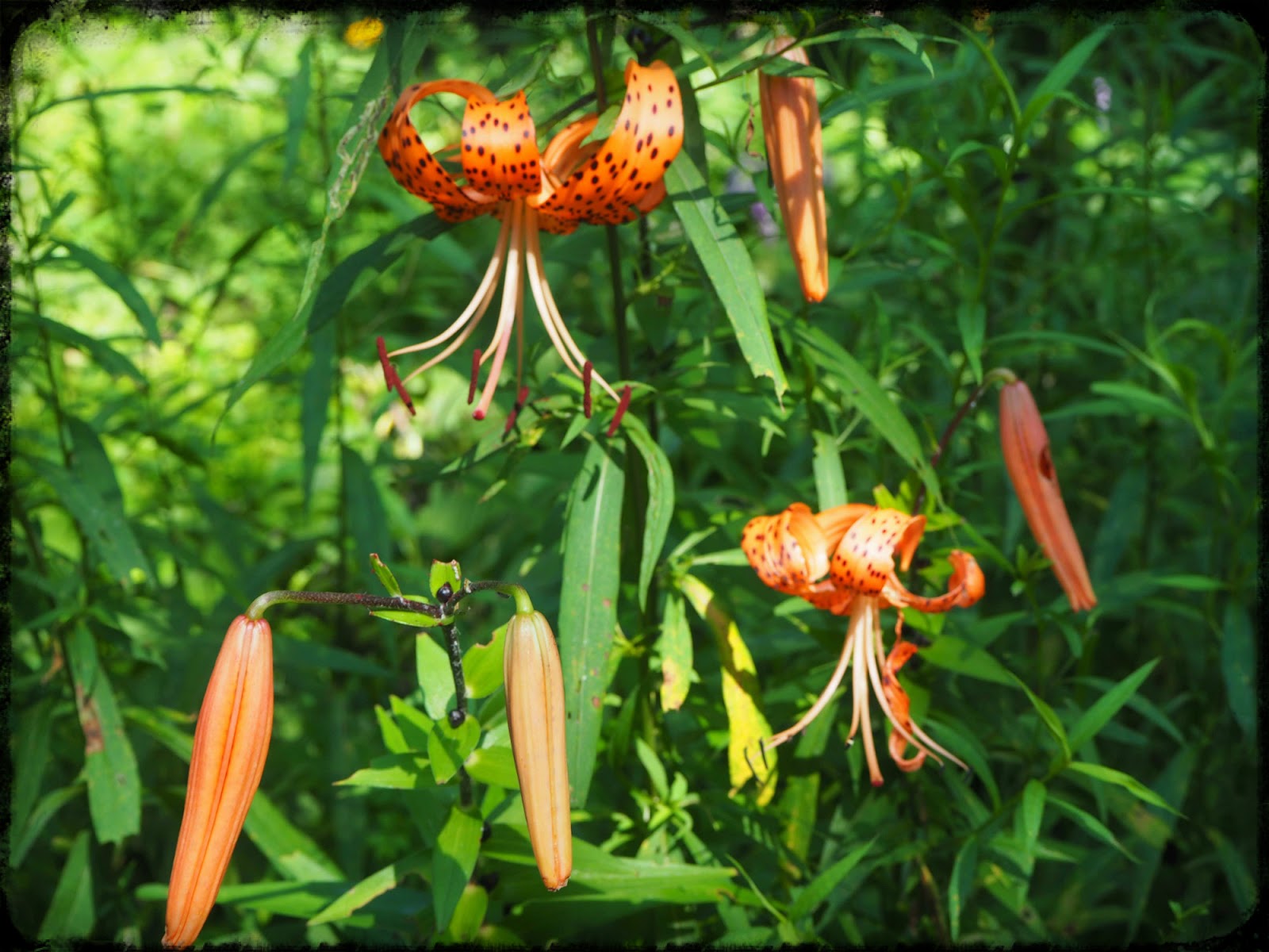 I Come In The Little Things Tiger Lilies i-come-in-the-little-things-tiger-lilies