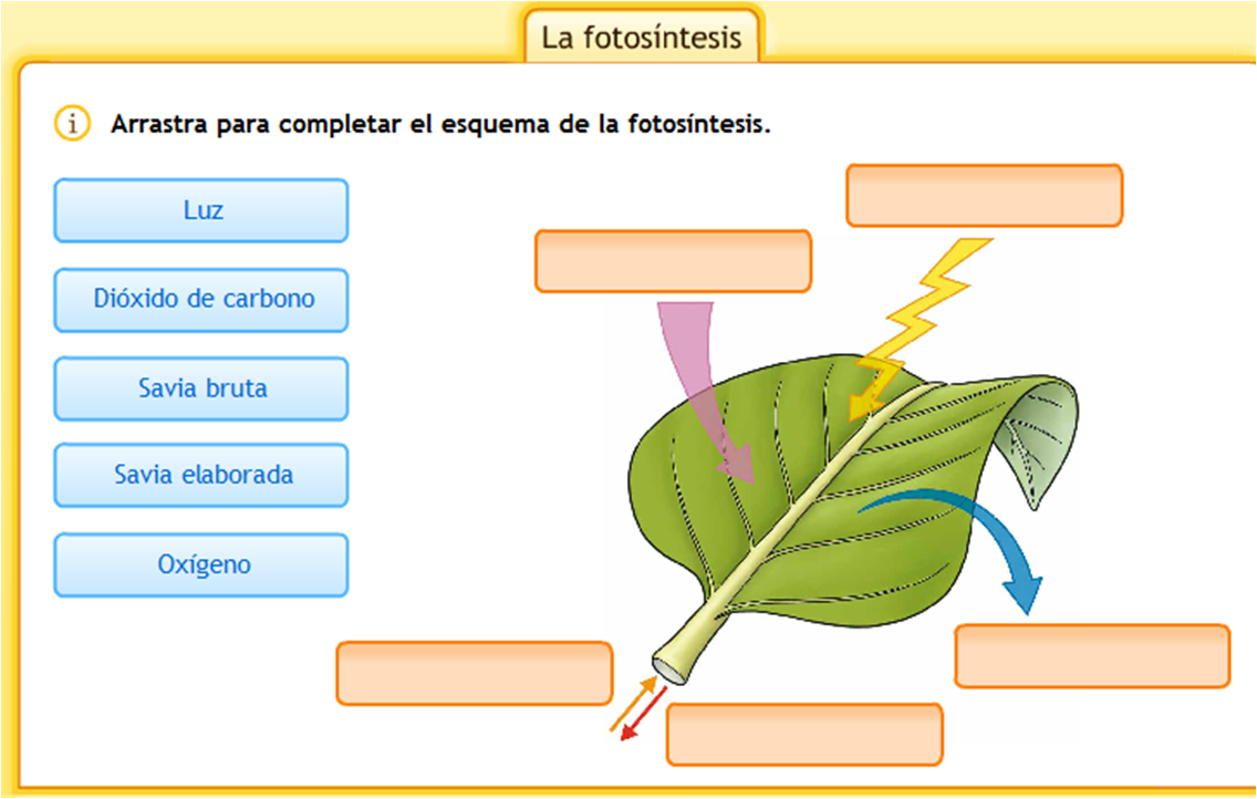 Actividades interactivas. Fotosíntesis ~ Con-CIENCIA