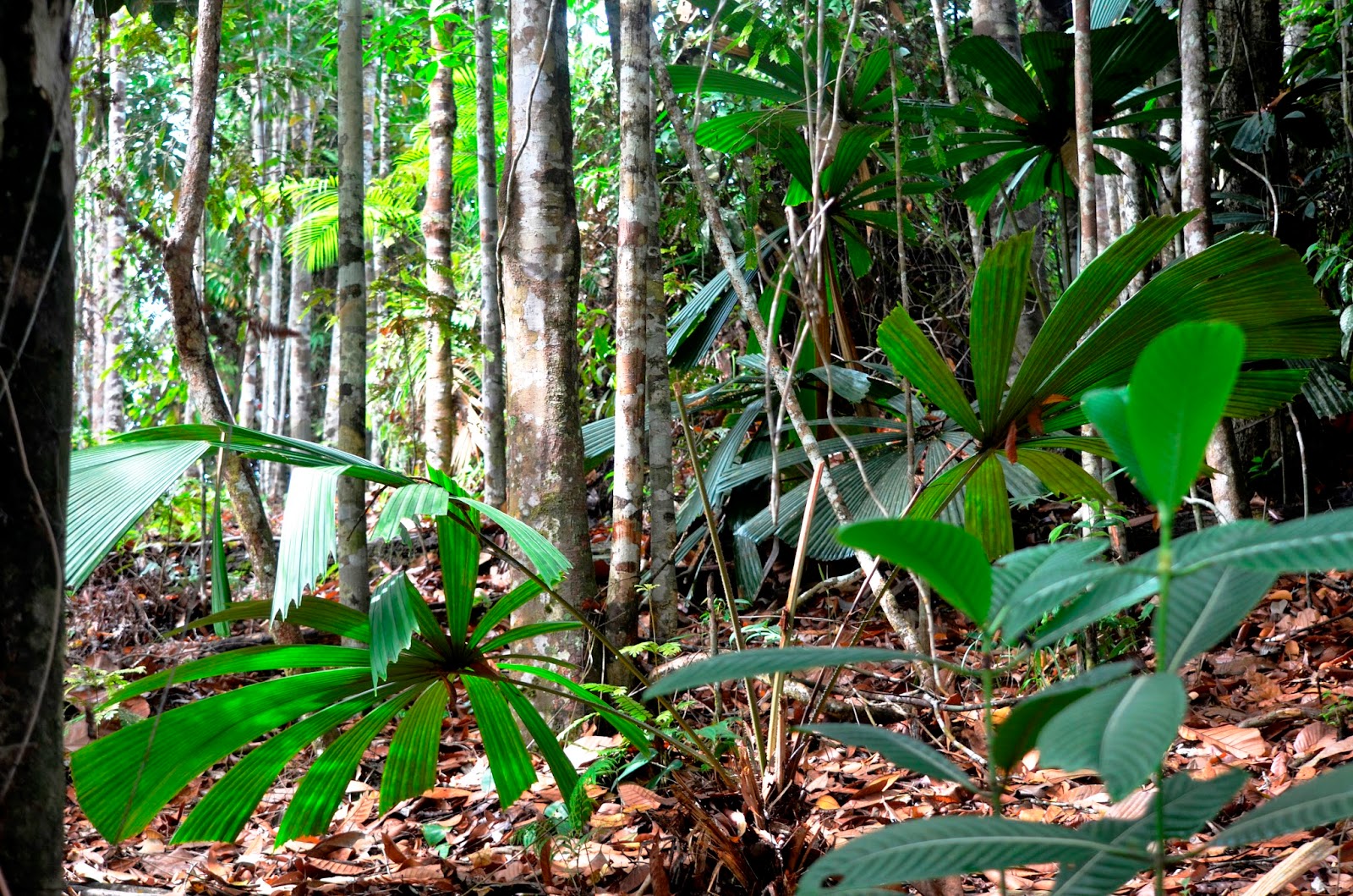 The Kambatik Park Bintulu Happy With Tall Jungle Trees the-kambatik-park-bintulu-happy-with-tall-jungle-trees