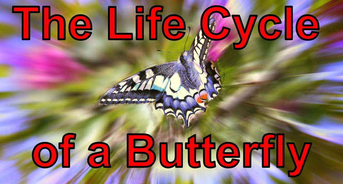 Mommy The Teacher The Life Cycle Of A Butterfly mommy-the-teacher-the-life-cycle-of-a-butterfly