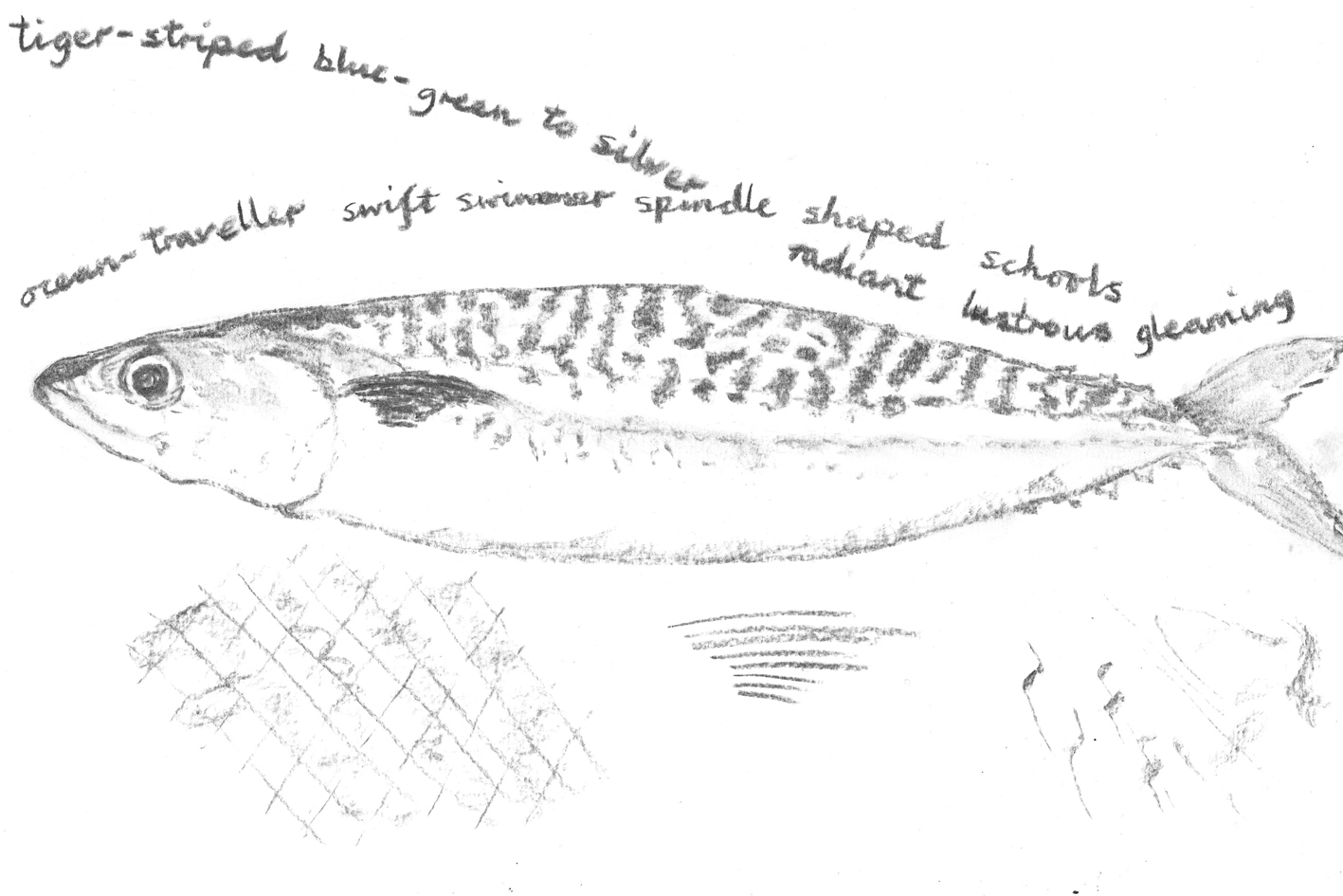 ECHOES Fish Shop Inspirations echoes-fish-shop-inspirations