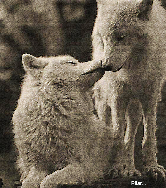 Lobos blancos tiernos - Imagui
