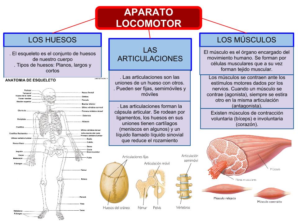 Investigo y comparto: ESQUEMA APARATO LOCOMOTOR 6º